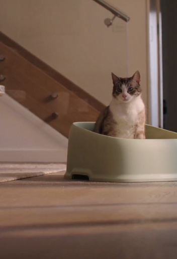 1 Month Supply – 1 Cat – Fit Litter