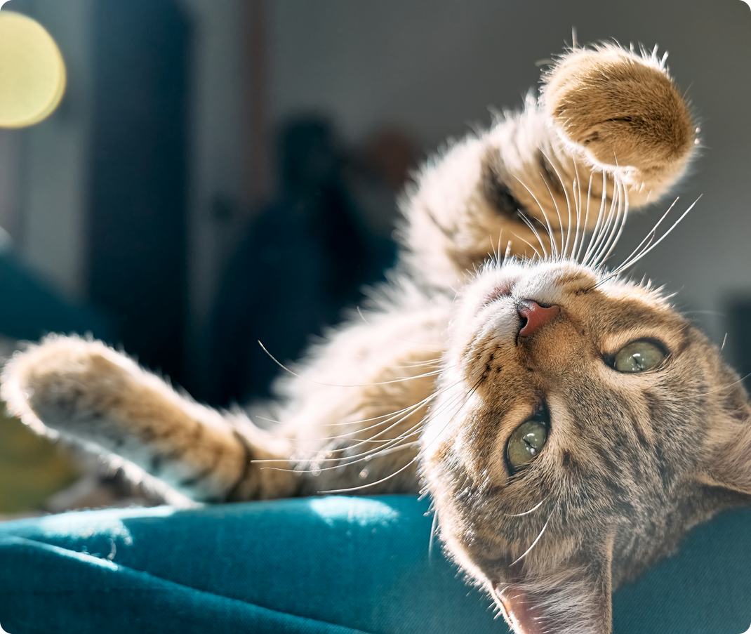 Our Story – Fit Litter UK